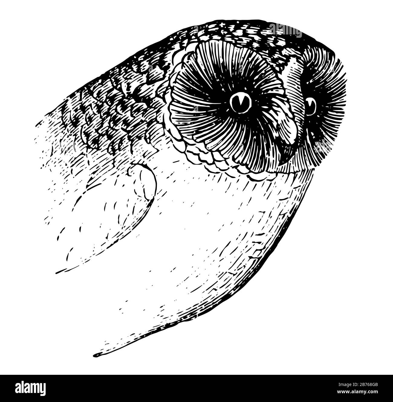 This illustration represents Owl Beak, vintage line drawing or ...