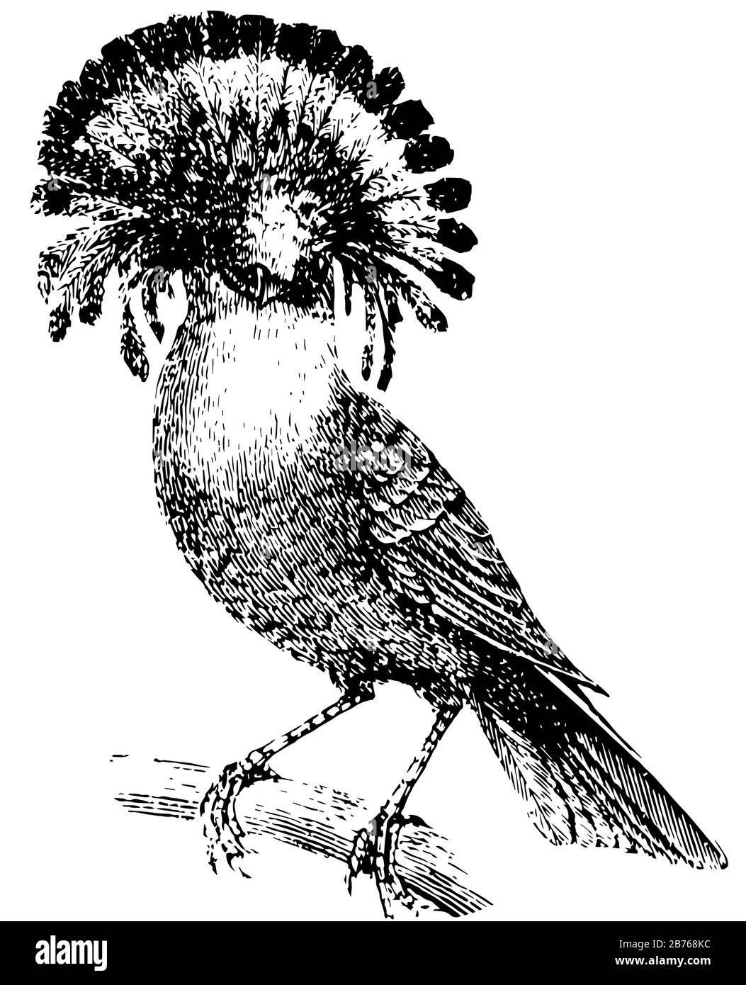 King Flycatcher which it catches on the wing with vivacity, vintage ...