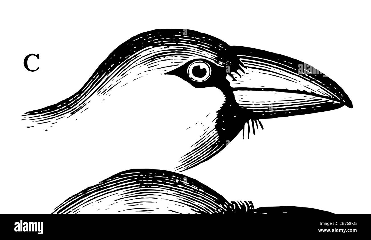 This image represents Hawfinch Beak, vintage line drawing or engraving ...