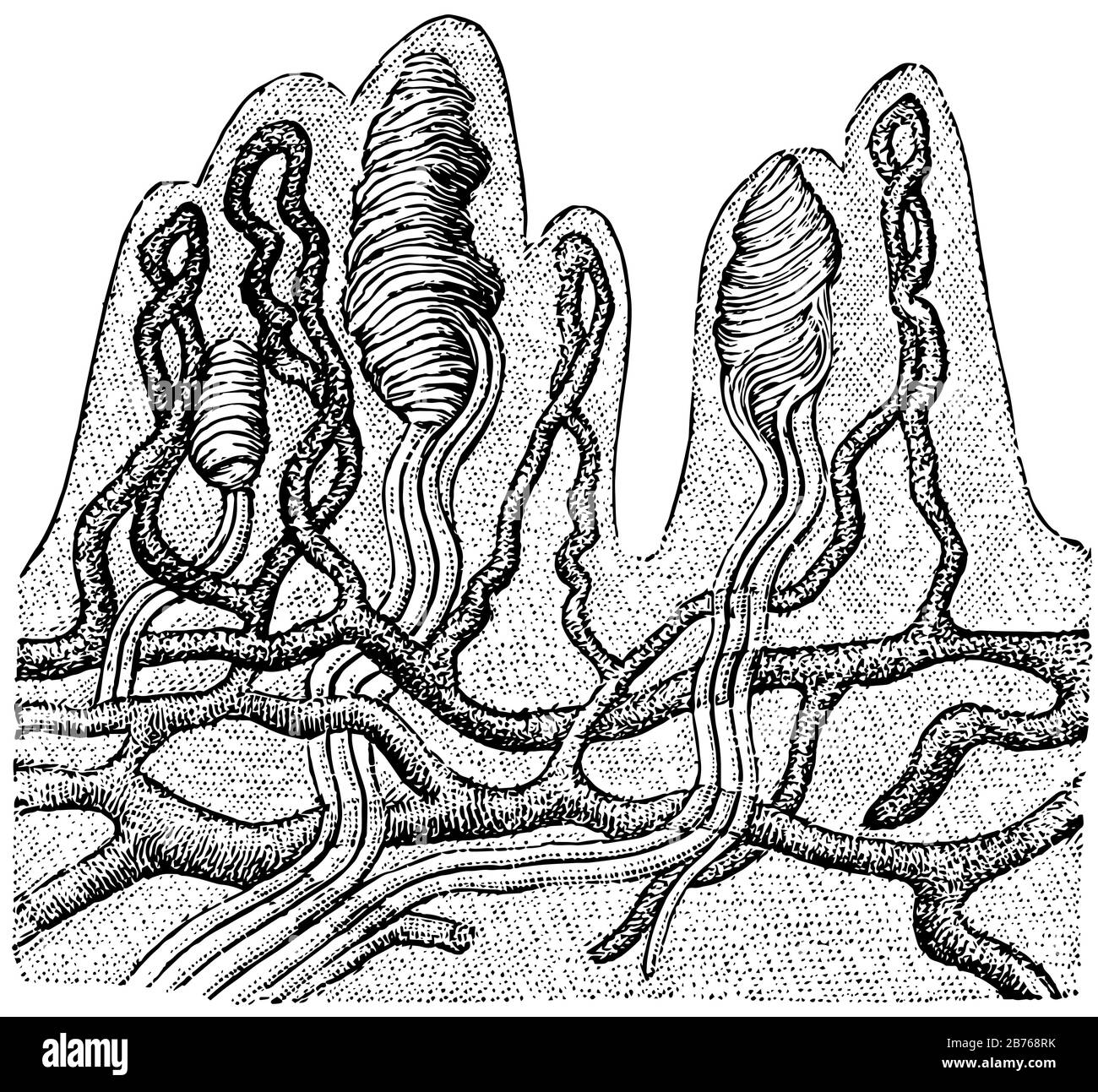 This illustration represents Papillae of the skin, vintage line drawing ...