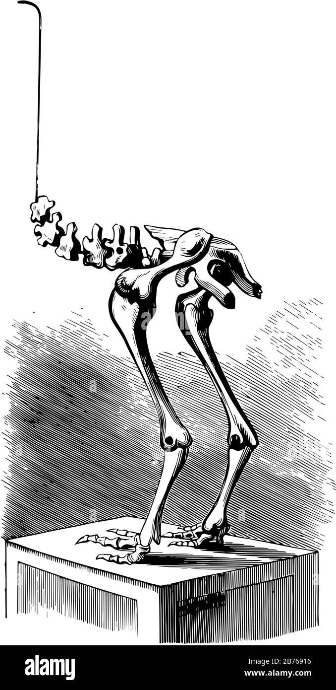 Moa skeleton in which is an enormous flightless bird once native to New ...