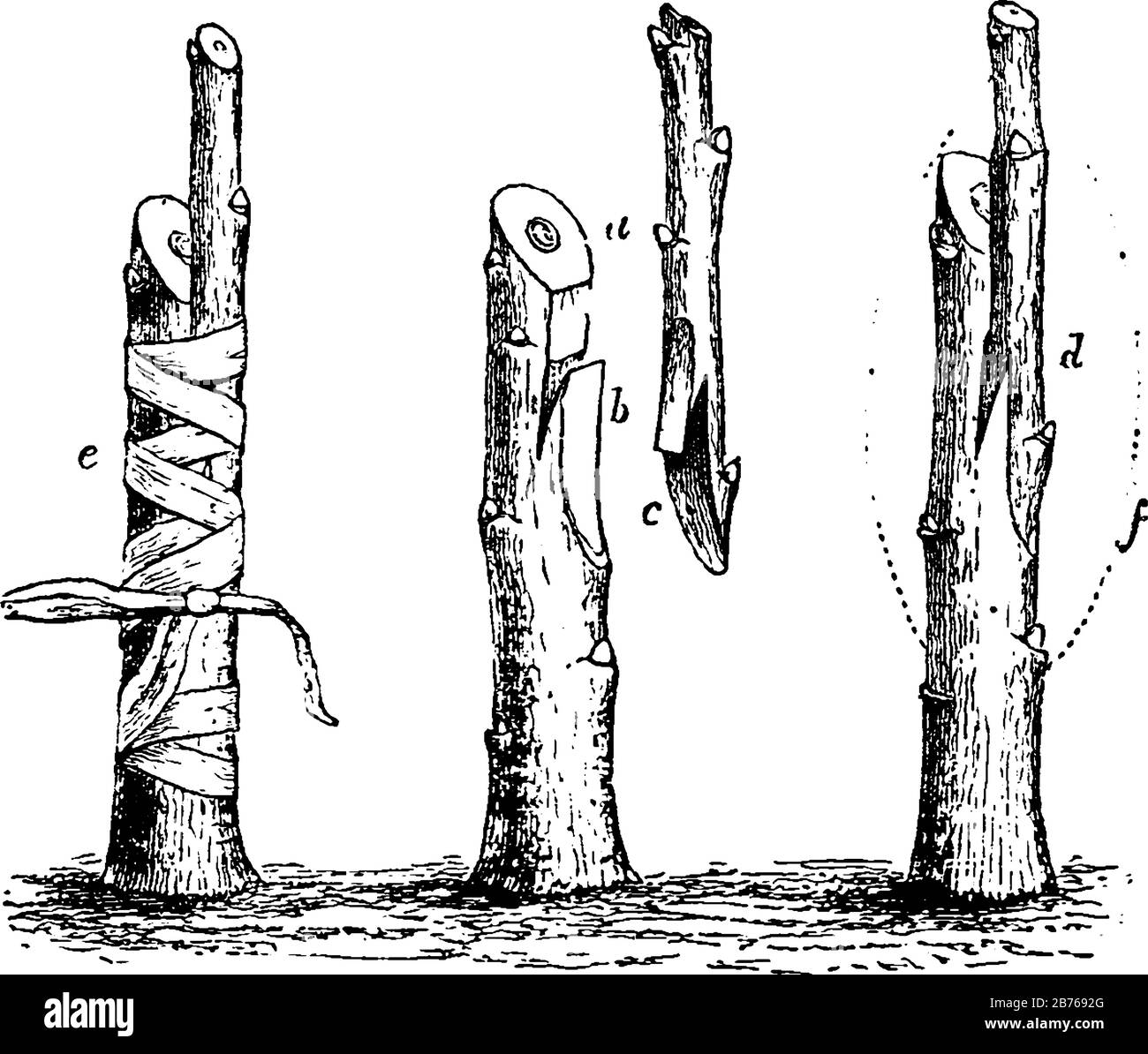 This illustration represents Whip Grafting which is most usual mode of ...