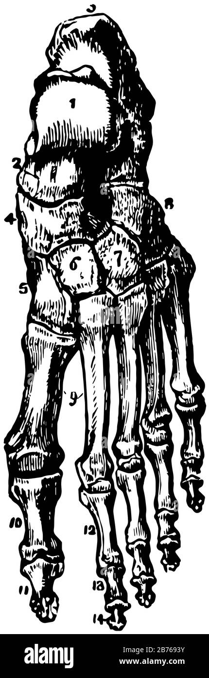 This illustration represents Upper Surface of the Left Foot, vintage ...