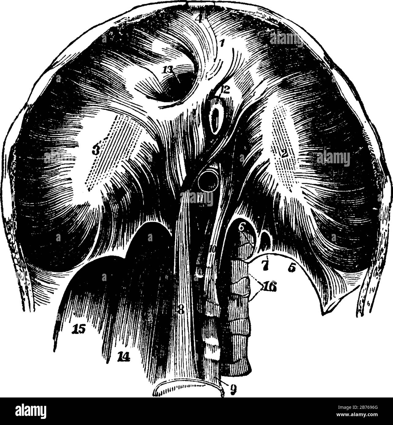 This Illustration Represents Muscles Of The Thorax Vintage Line