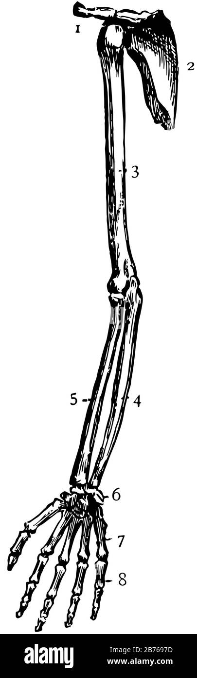 This illustration represents Upper Extremity, vintage line drawing or ...