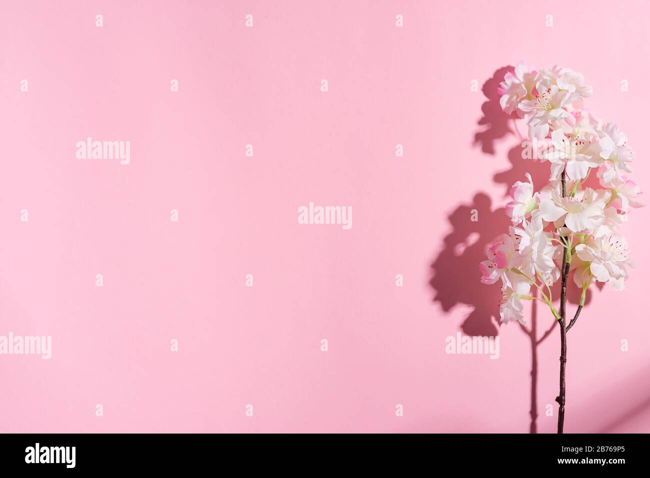 Congratulation corner frame border from blossoming branch of fresh pink ...