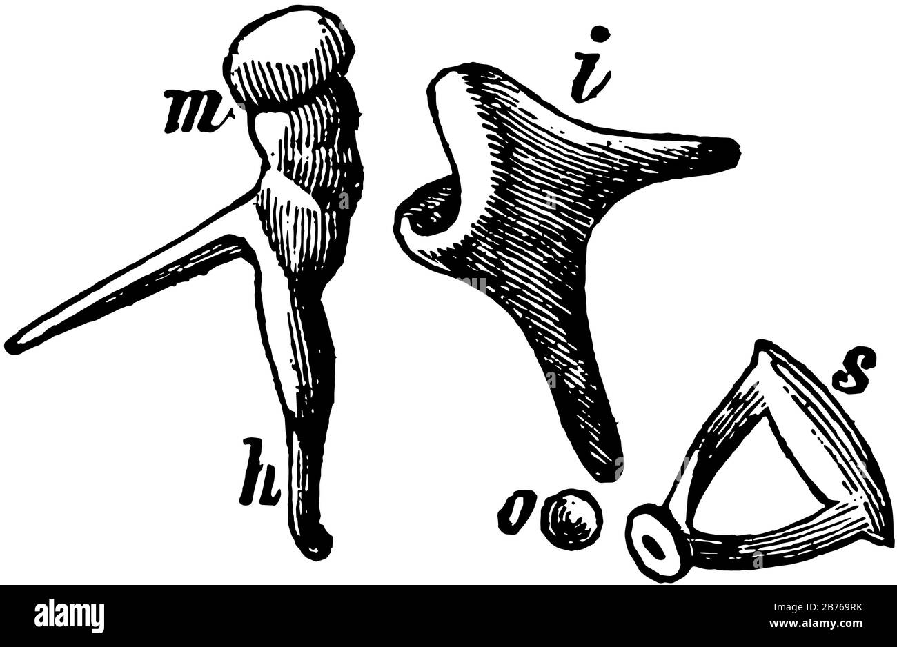 This illustration represents Bones of the Ear, vintage line drawing or ...