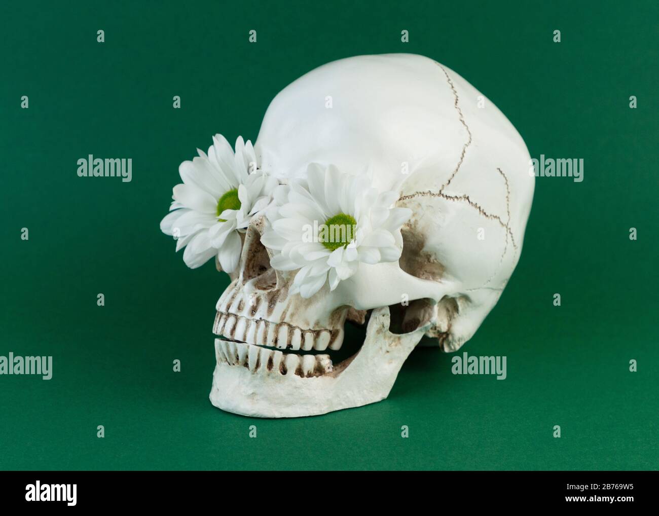 High contrast image of a skull with flowers in the eye sockets on green ...