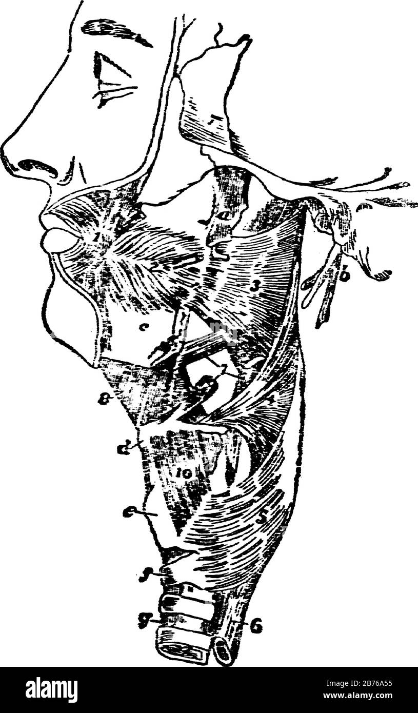 This illustration represents Swallowing Muscles, vintage line drawing ...