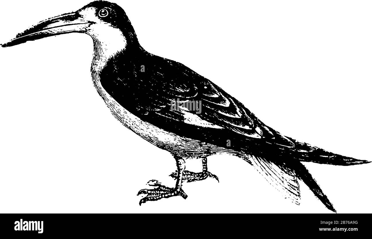 Skimmer the upper beak is shorter than the lower beak, vintage line ...