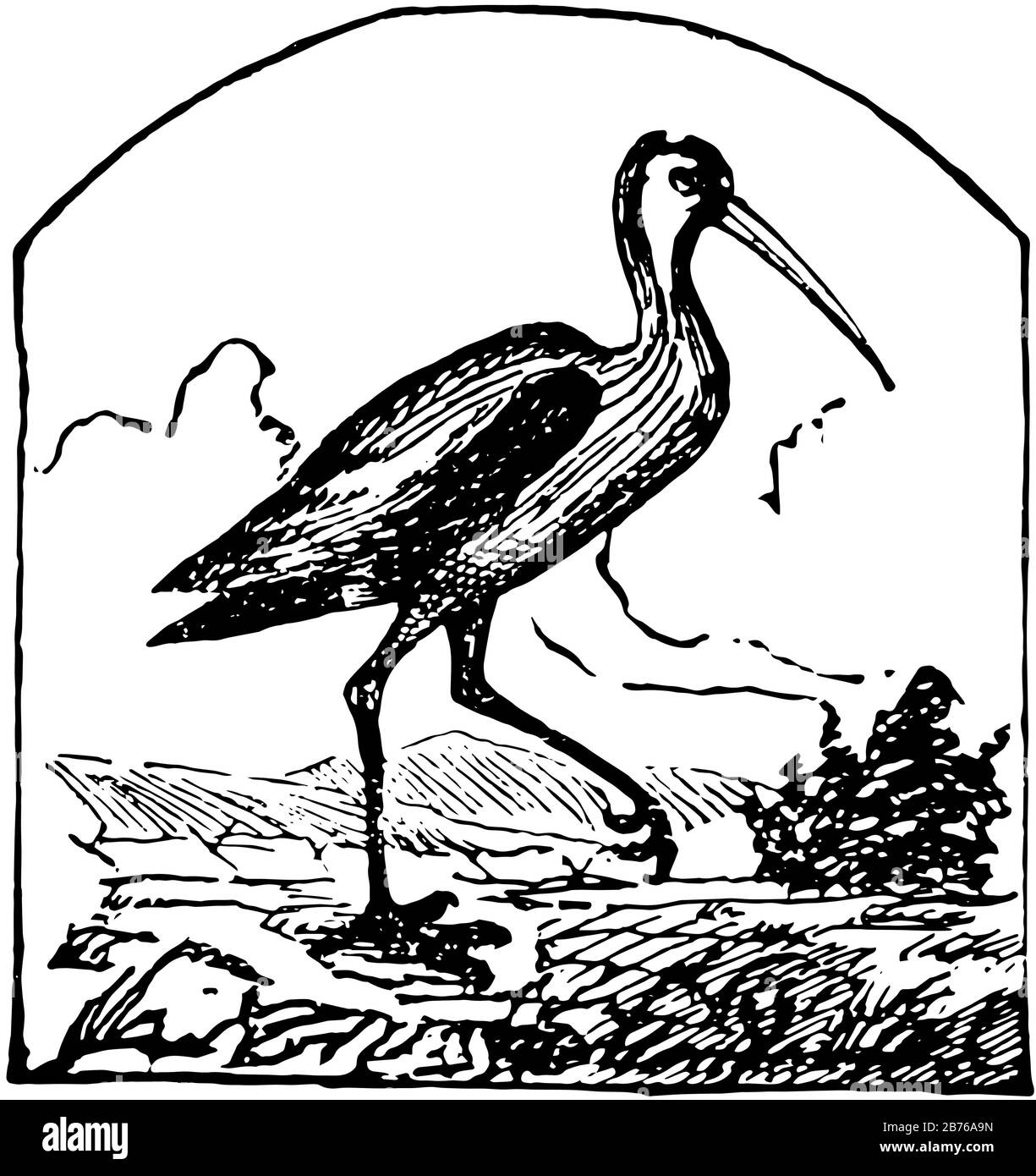 Ibis which was regarded in ancient Egypt, vintage line drawing or ...