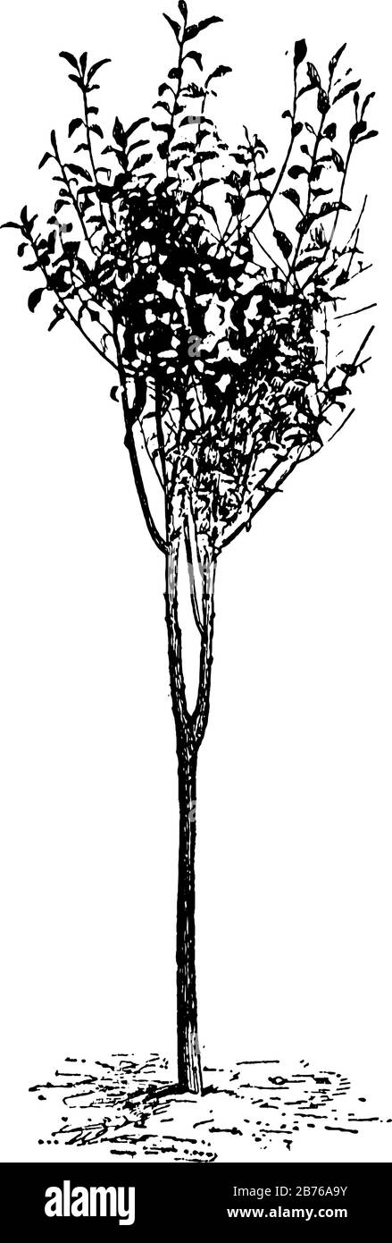 A tree is a perennial plant with an elongated Stock Vector Images - Alamy
