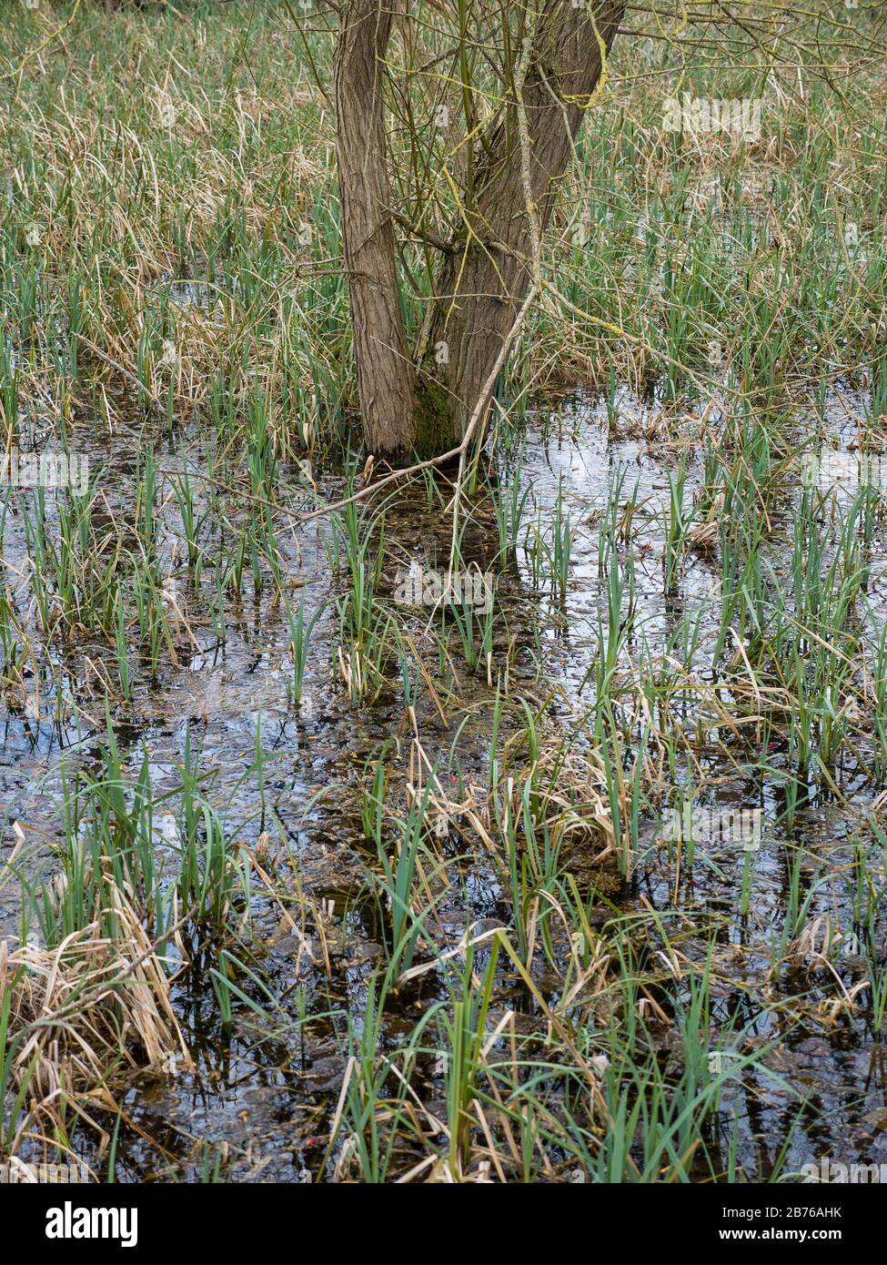 Reeds by water hi-res stock photography and images - Alamy