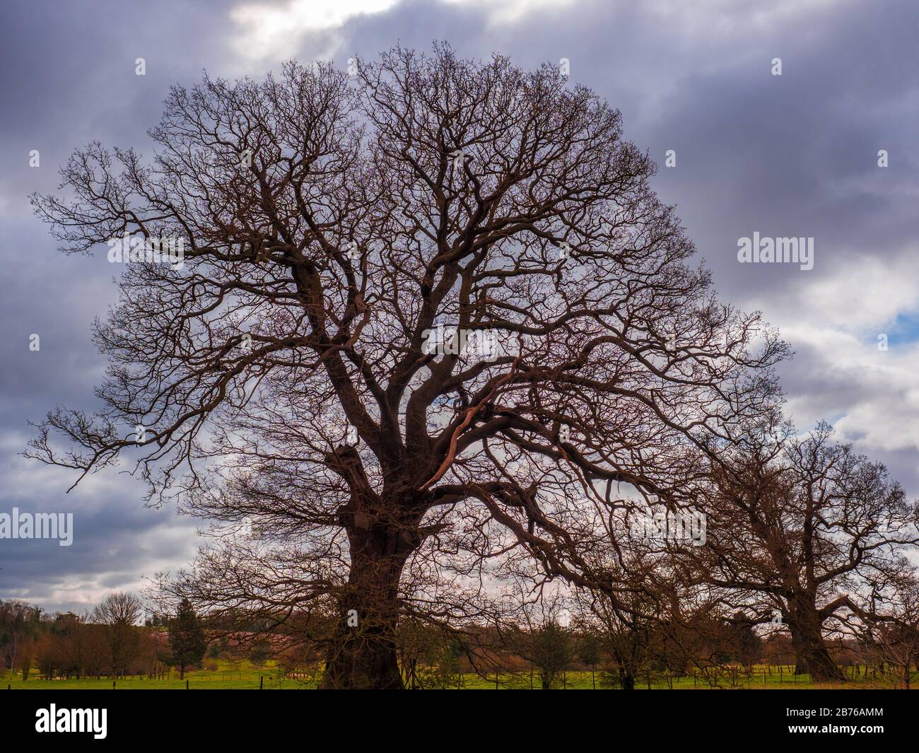 Winter Oak Trees, Mongwell, Oxfordshire, England, UK, GB Stock Photo ...