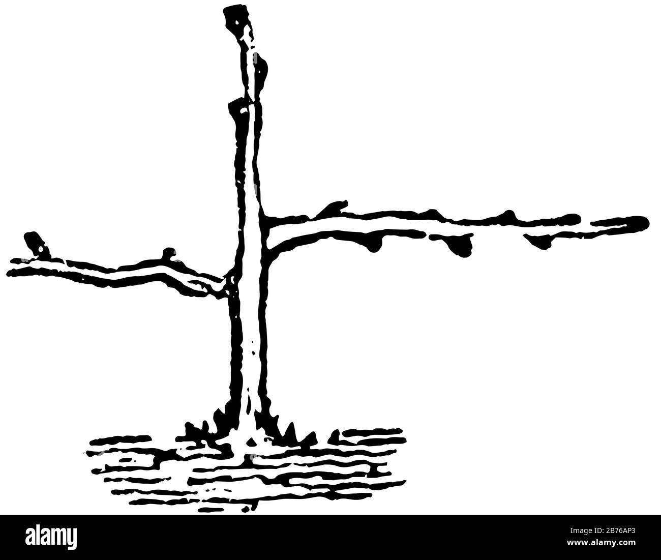 This illustration represents Horizontal Shaped Pruning by cutting away ...