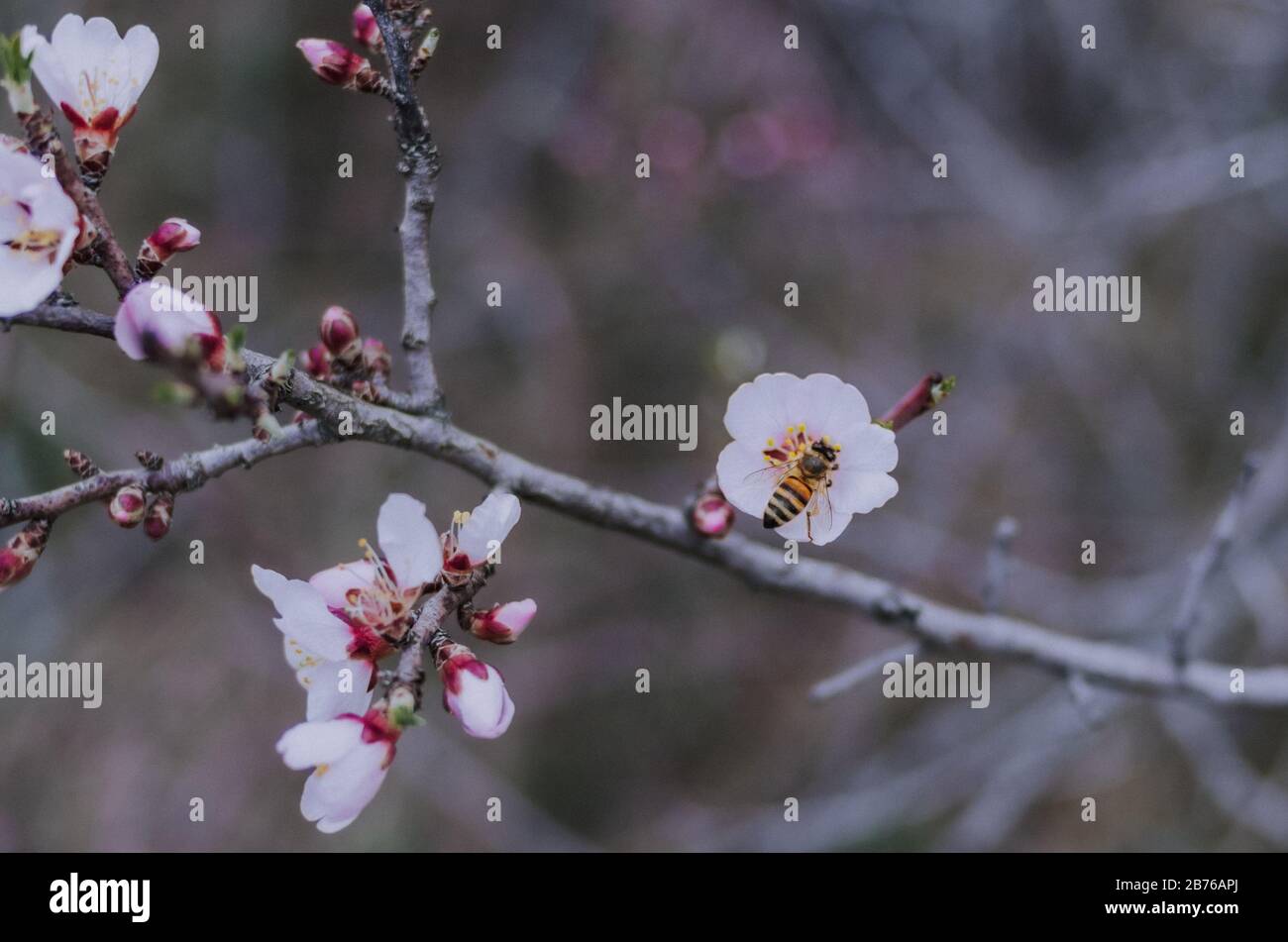 Honey bee pollinating blossoming fruit tree flowers during an overcast ...