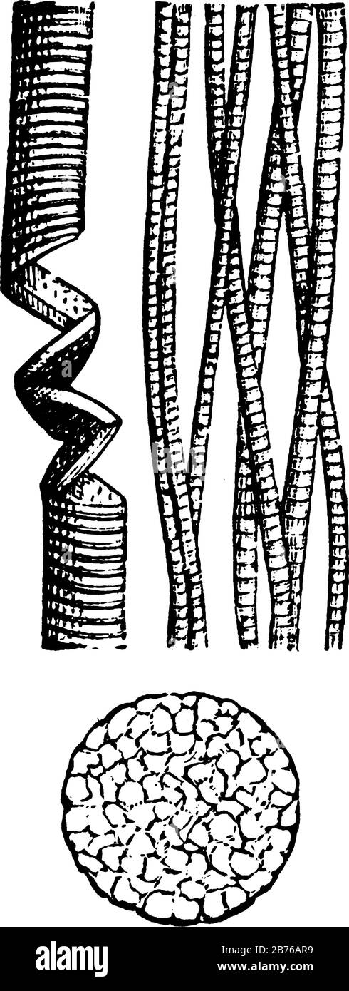 This illustration represents Striped Muscular Fiber, vintage line ...