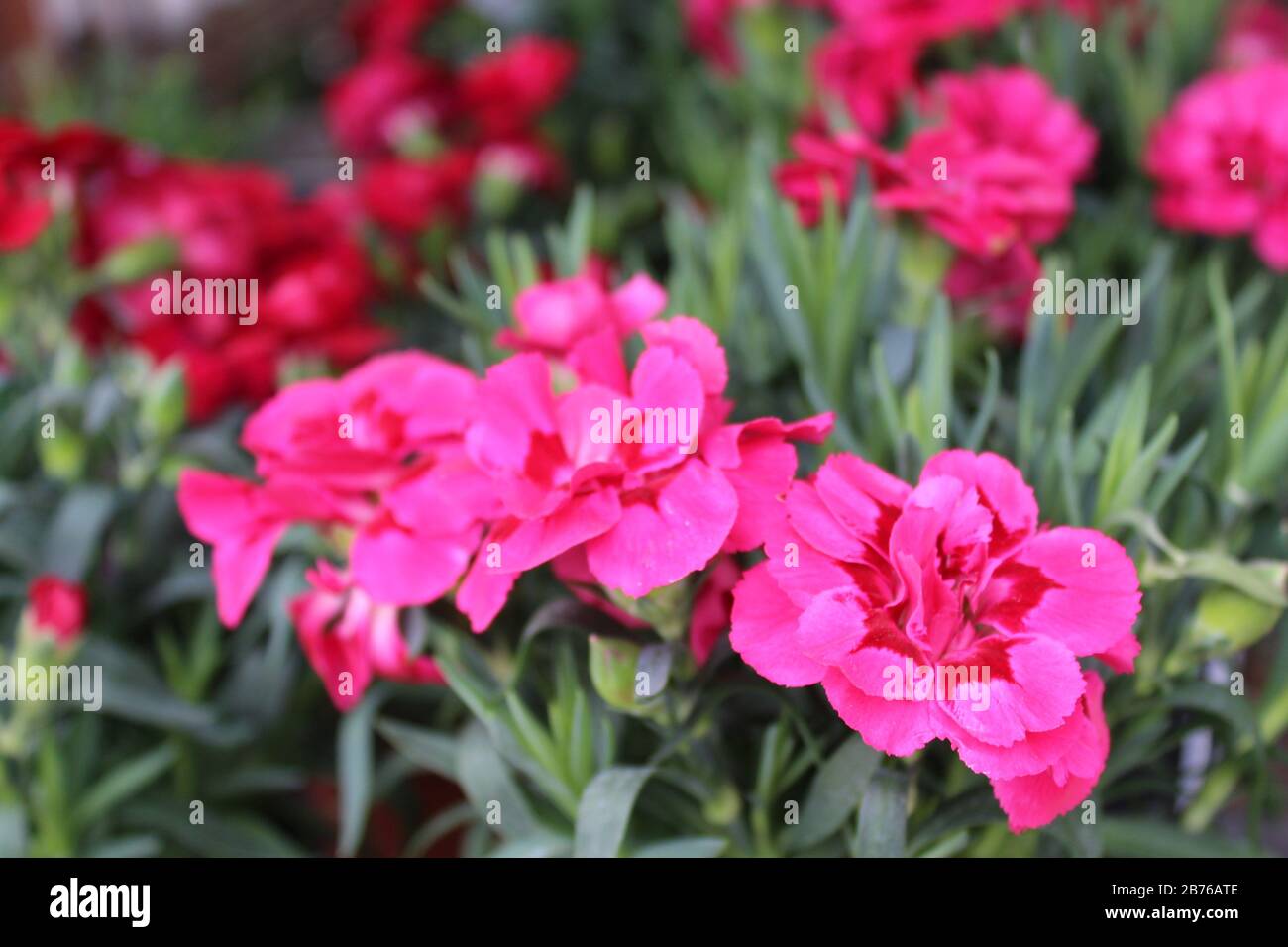 The picture shows pink carnation in the garden Stock Photo - Alamy