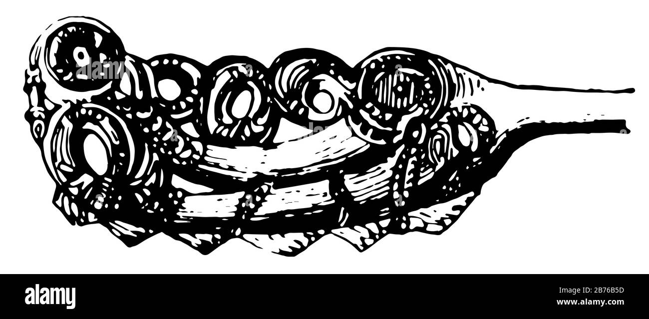 New Zealand Club Detail of carved wooden club, vintage line drawing or ...