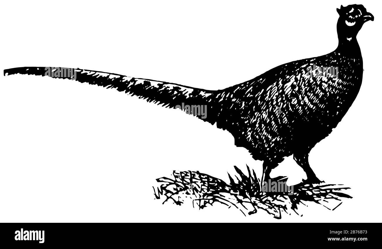 Pheasant is a long tailed game bird related to the partridge, vintage ...