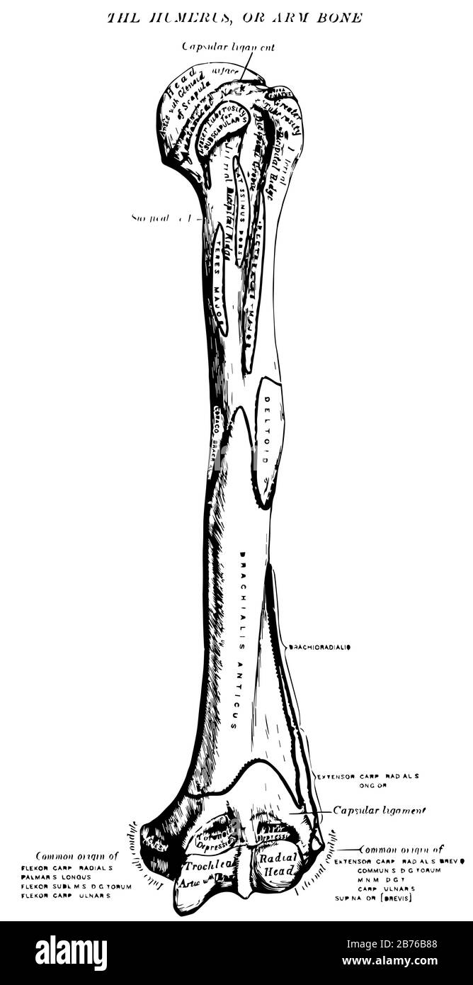 This illustration represents Humerus, vintage line drawing or engraving illustration Stock ...