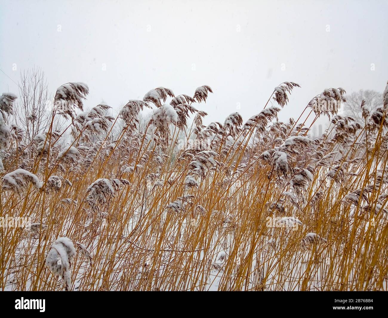 Dry coastal reed over white snow, natural background photo Stock Photo ...