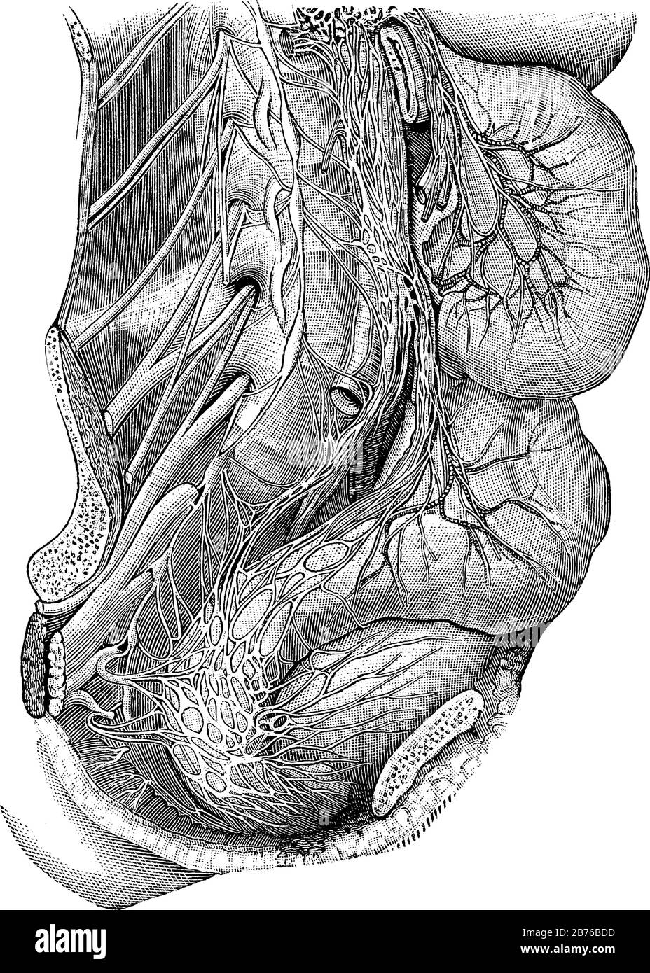 This illustration represents Plexuses of the Sympathetic Nerves ...