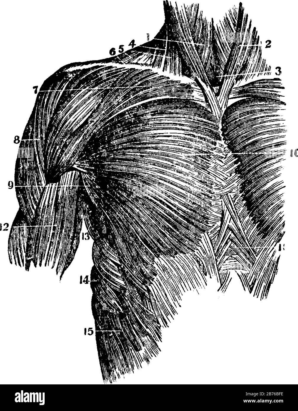 This illustration represents Muscles of the Upper Trunk, vintage line ...