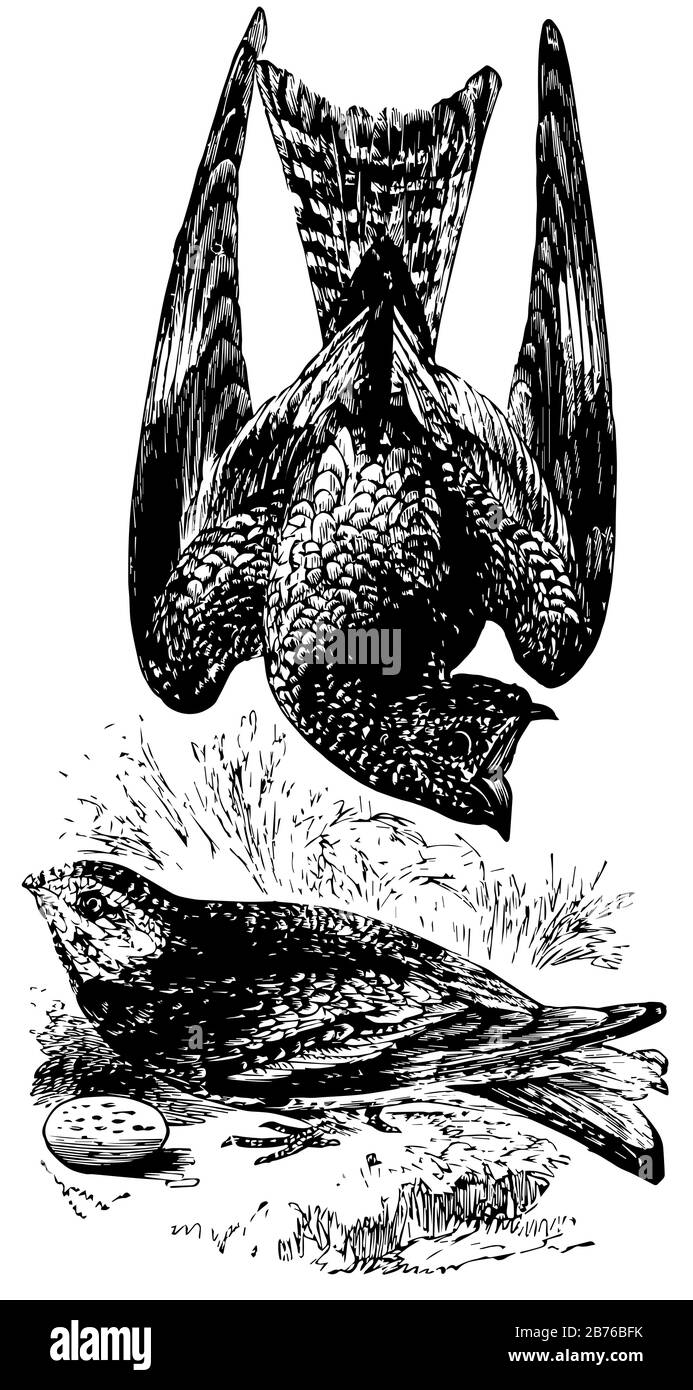 Ten inches Stock Vector Images - Alamy