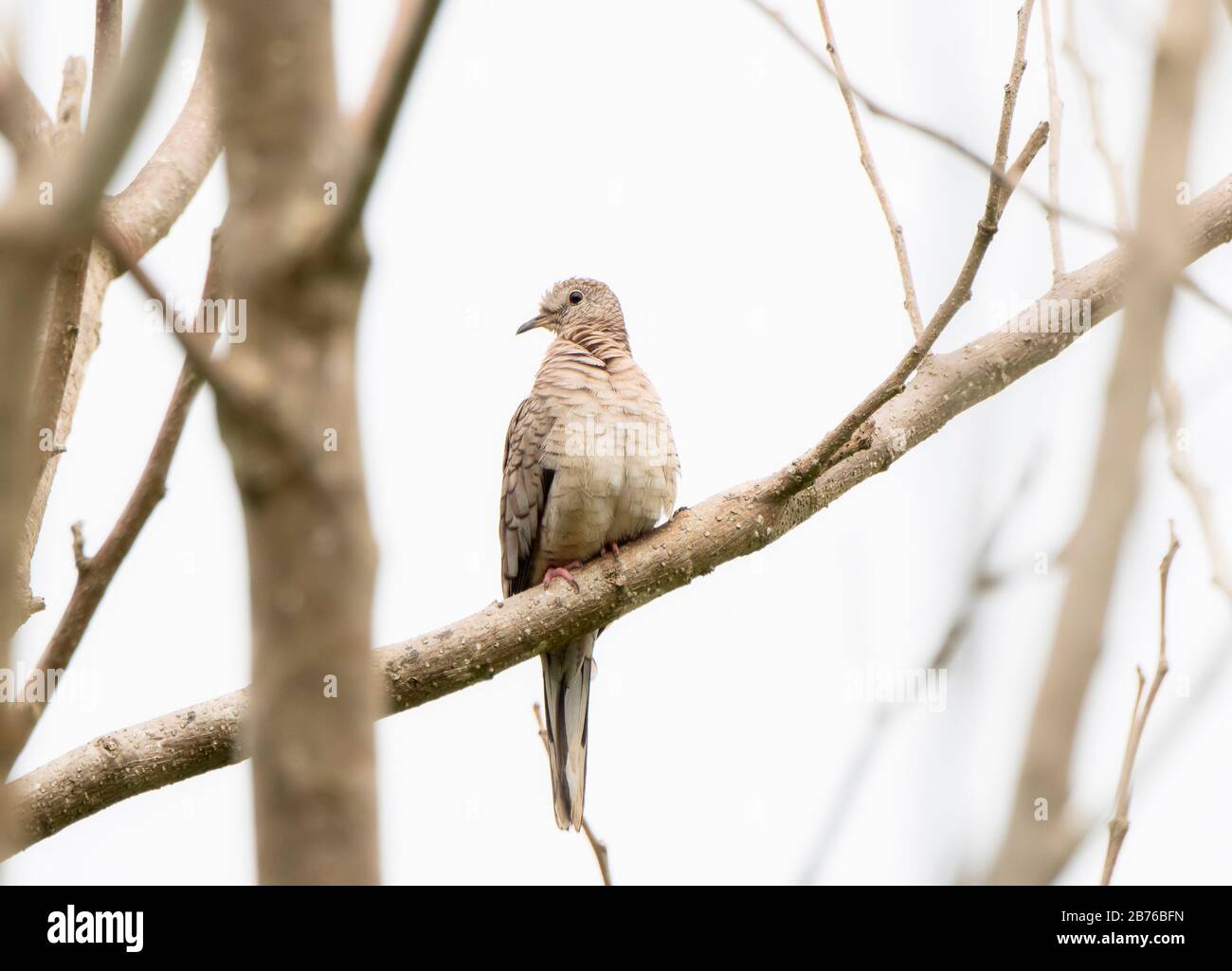 Inca dove (Columbina inca) Perched on a Branch in a Tree in Jalisco ...