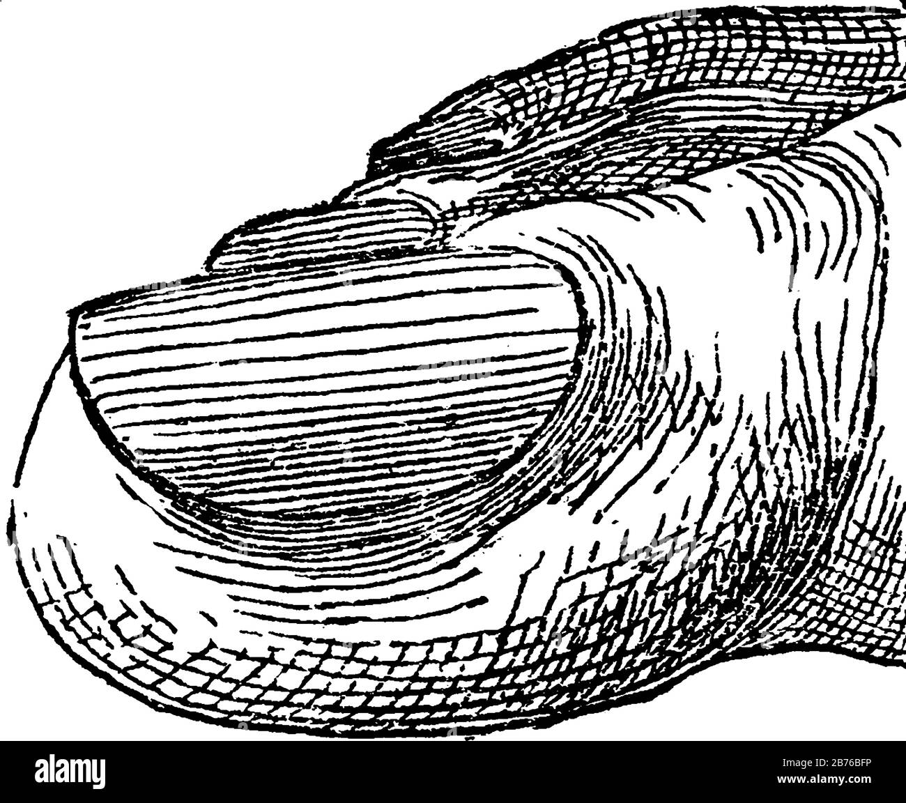 One of the small members which form the extremity of the foot, vintage ...