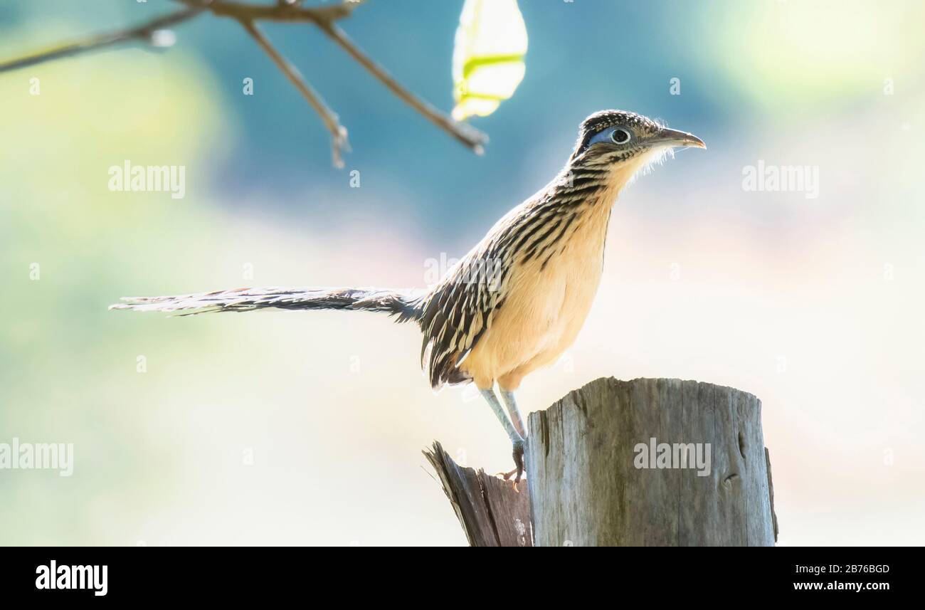 Lesser roadrunner hi-res stock photography and images - Alamy