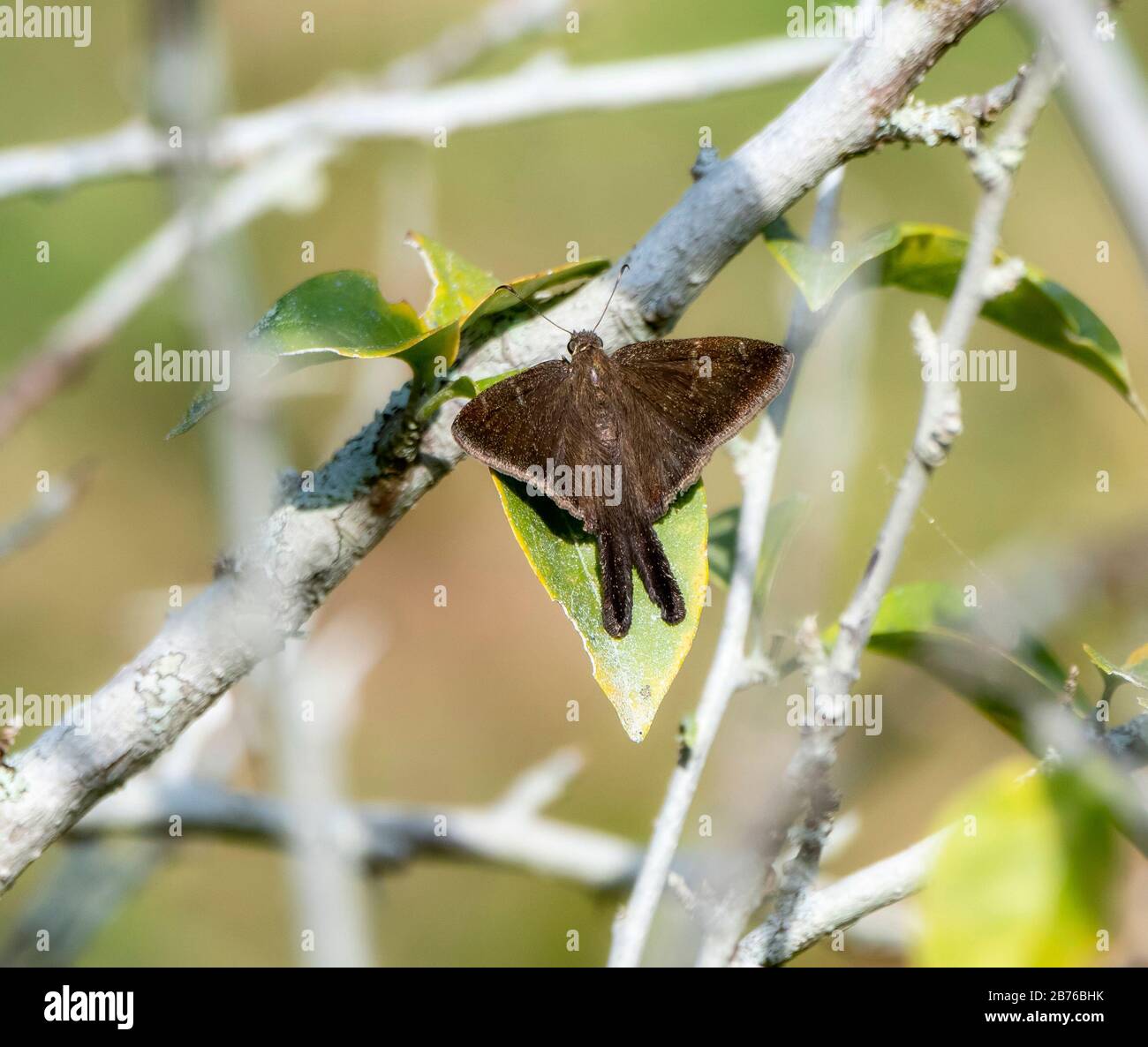 Longtail Skipper (Genus Urbanus) Perched on a Green Leaf in Branches in ...