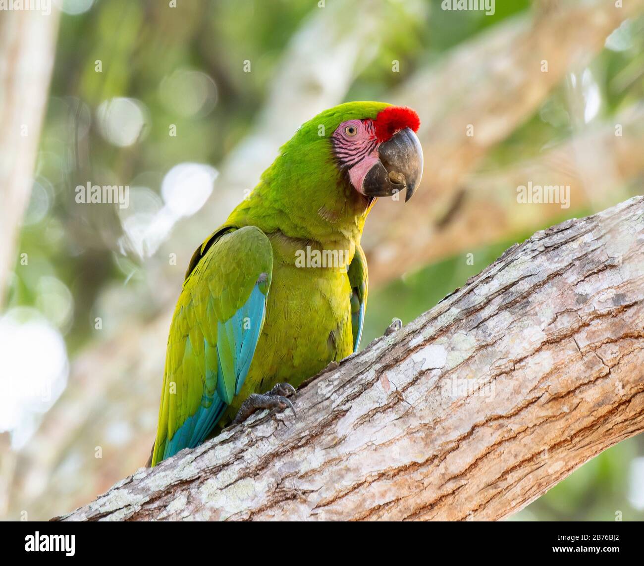 Captive Released Military Macaw (Ara militaris) Perched on a Branch in ...