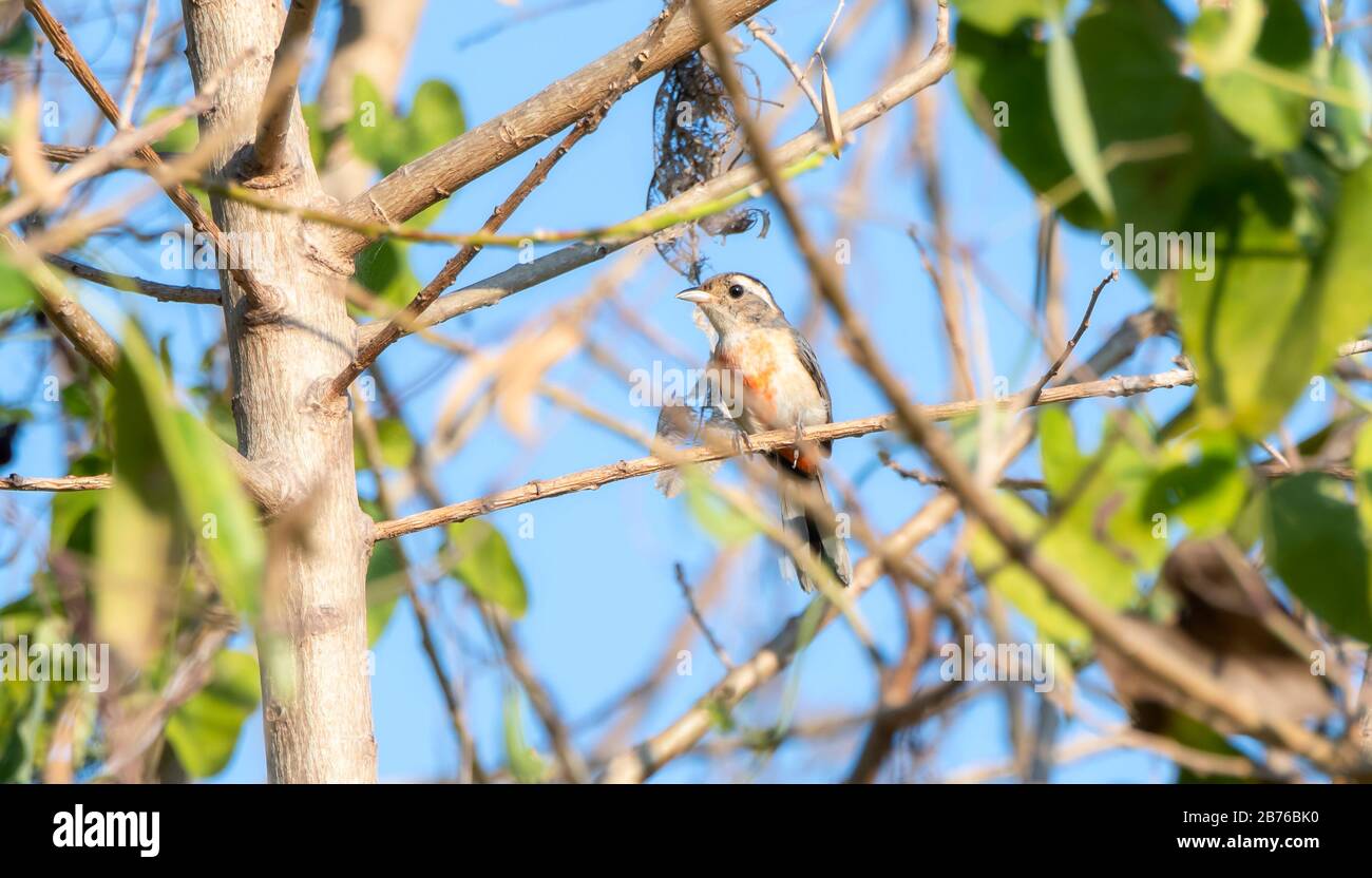 Immature Male Red-breasted Chat (Granatellus venustus) Perched in a ...