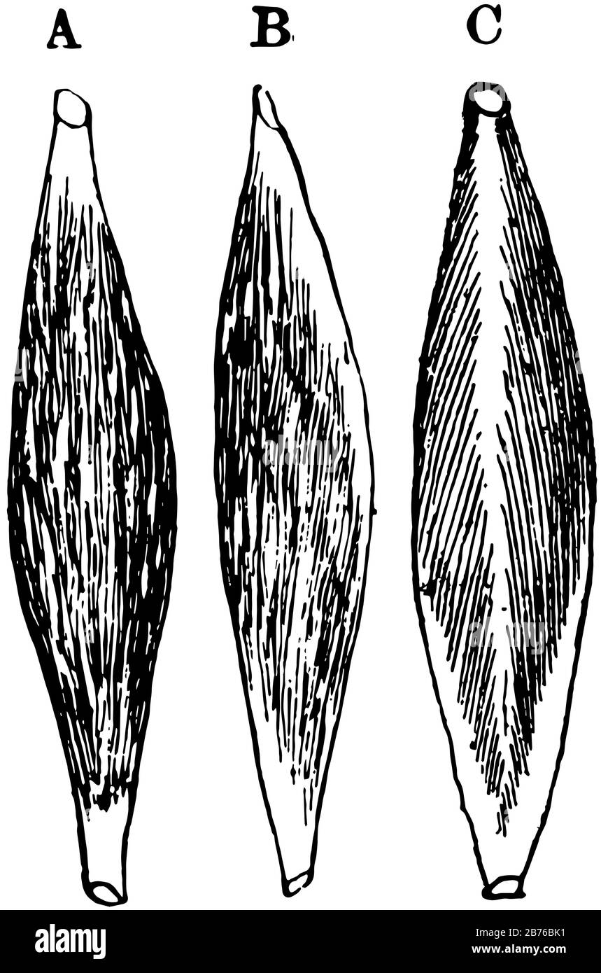This illustration represents Muscles of Different Forms, vintage line ...