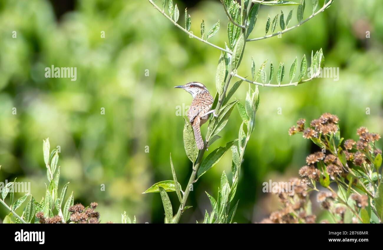 Spotted Wren (Campylorhynchus gularis) Perched on Vegetation with a ...