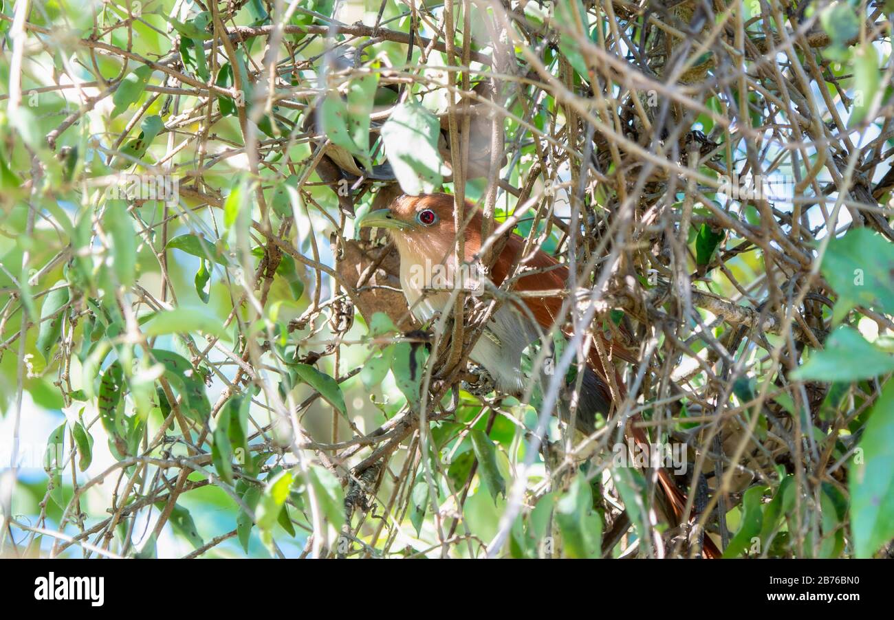 A Beautiful Exotic Squirrel Cuckoo (Piaya cayana) Perched High in a ...