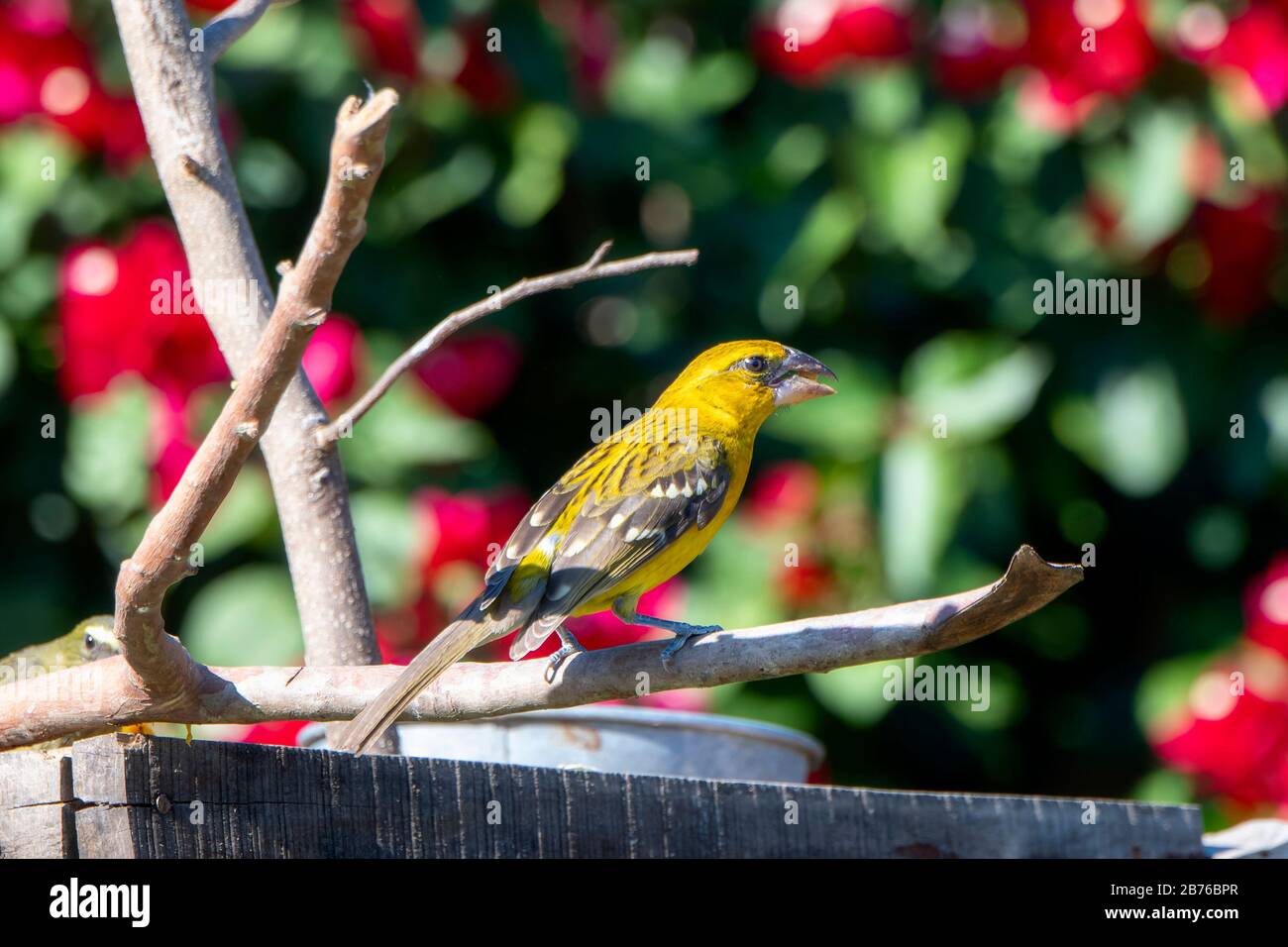 Yellow Grosbeak (Pheucticus chrysopeplus) Perched on a Branch at a ...