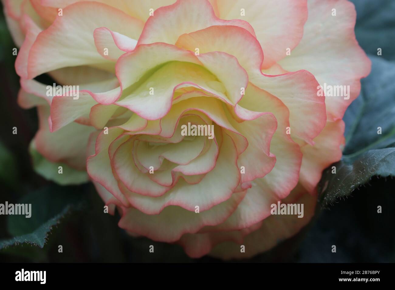 B. ‘Fred Martin’ was named after the late President of the British ...