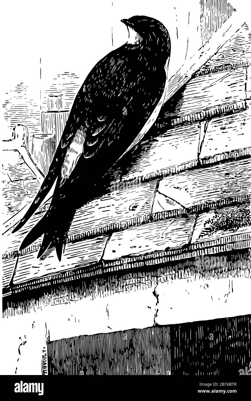 European House Martin which has an affinity for living in the vicinity ...