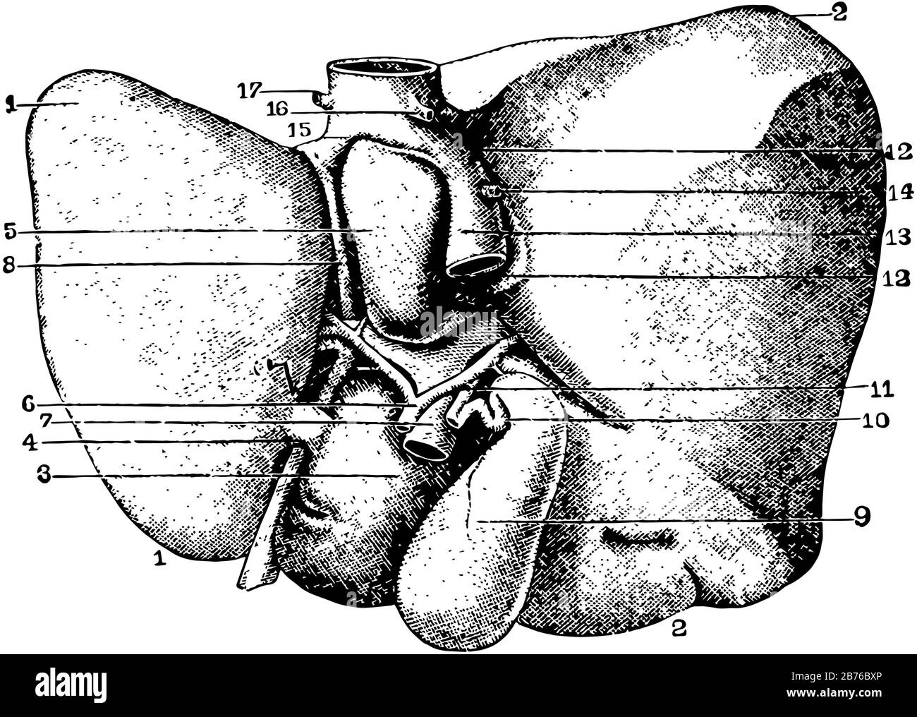 The fissures Stock Vector Images - Alamy