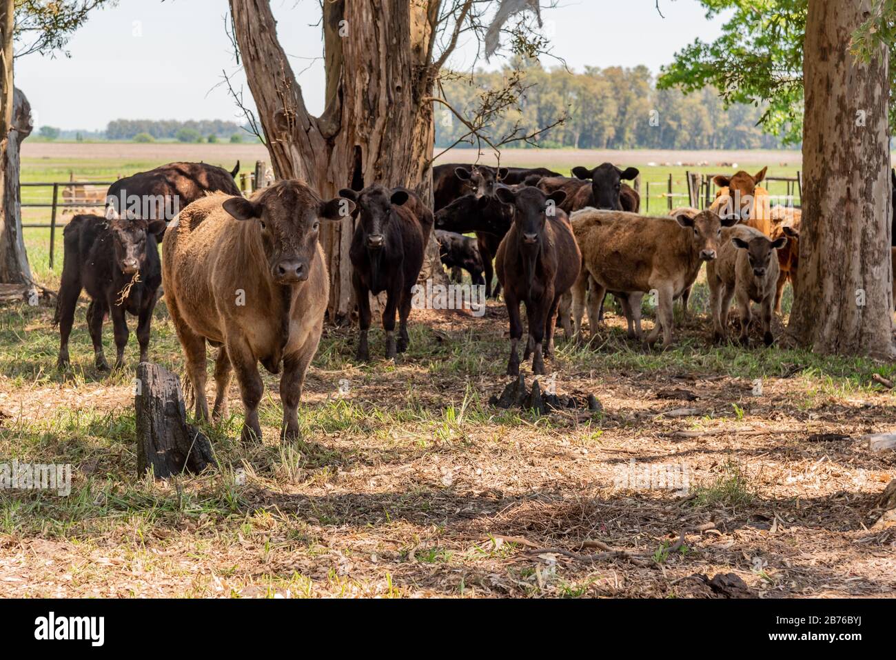 Bovine bull hi-res stock photography and images - Alamy