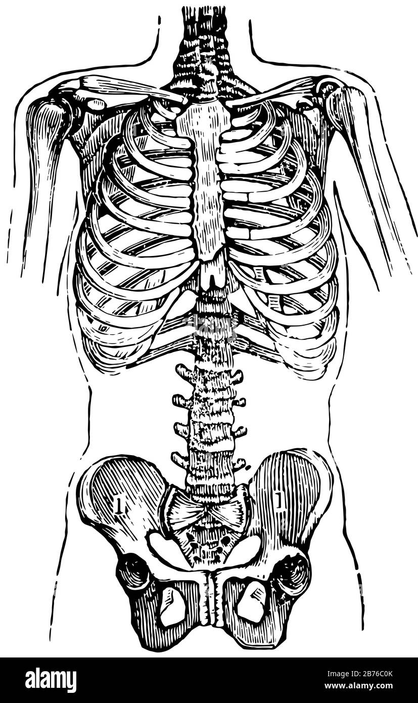 This illustration represents Chest and Pelvis, vintage line drawing or ...