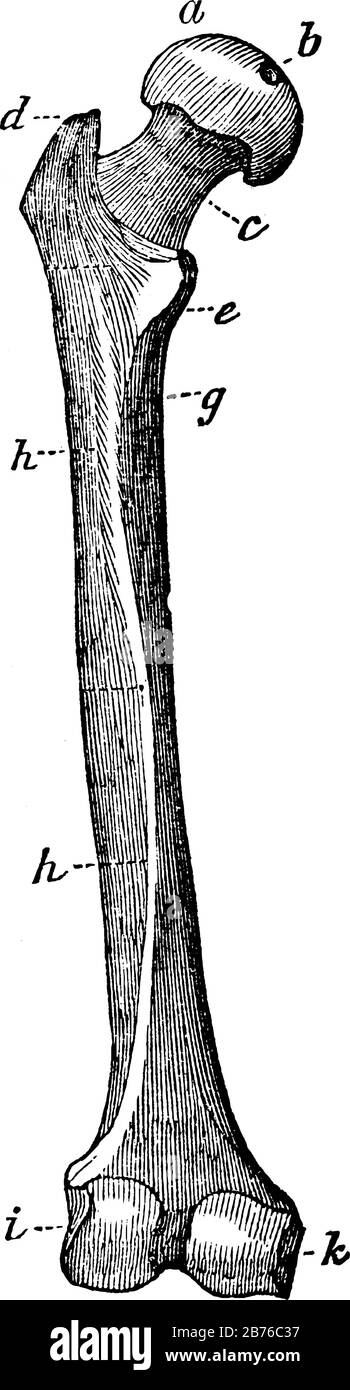 This illustration represents Rear View of the Thigh Bone, vintage line ...