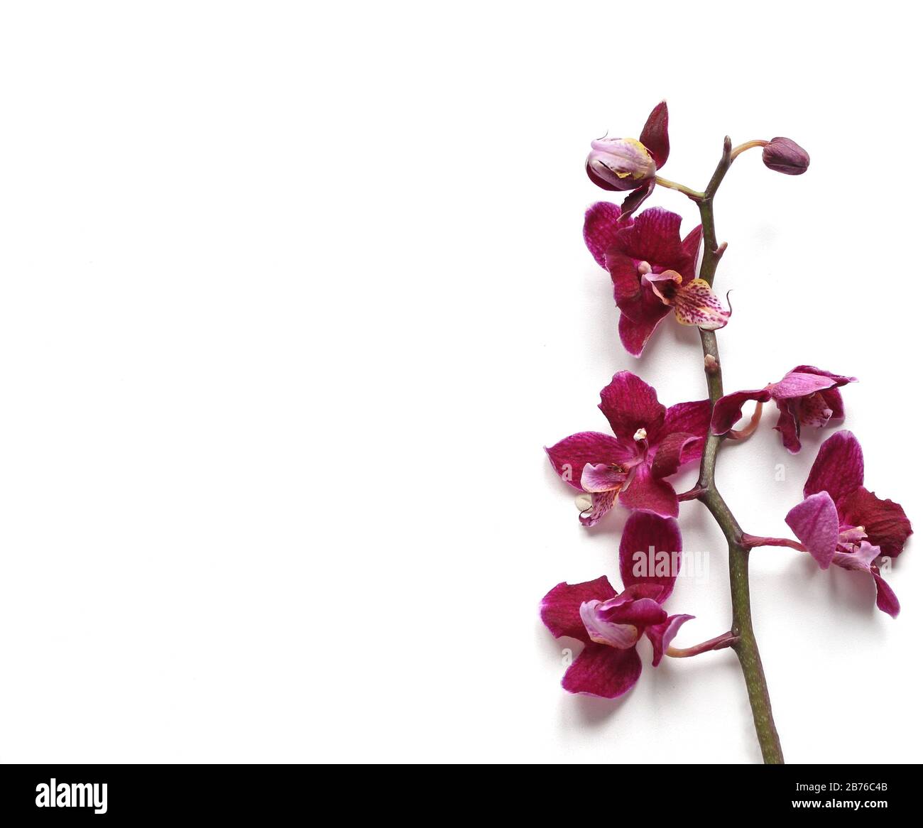 Natural garden look Cut Out Stock Images & Pictures - Alamy