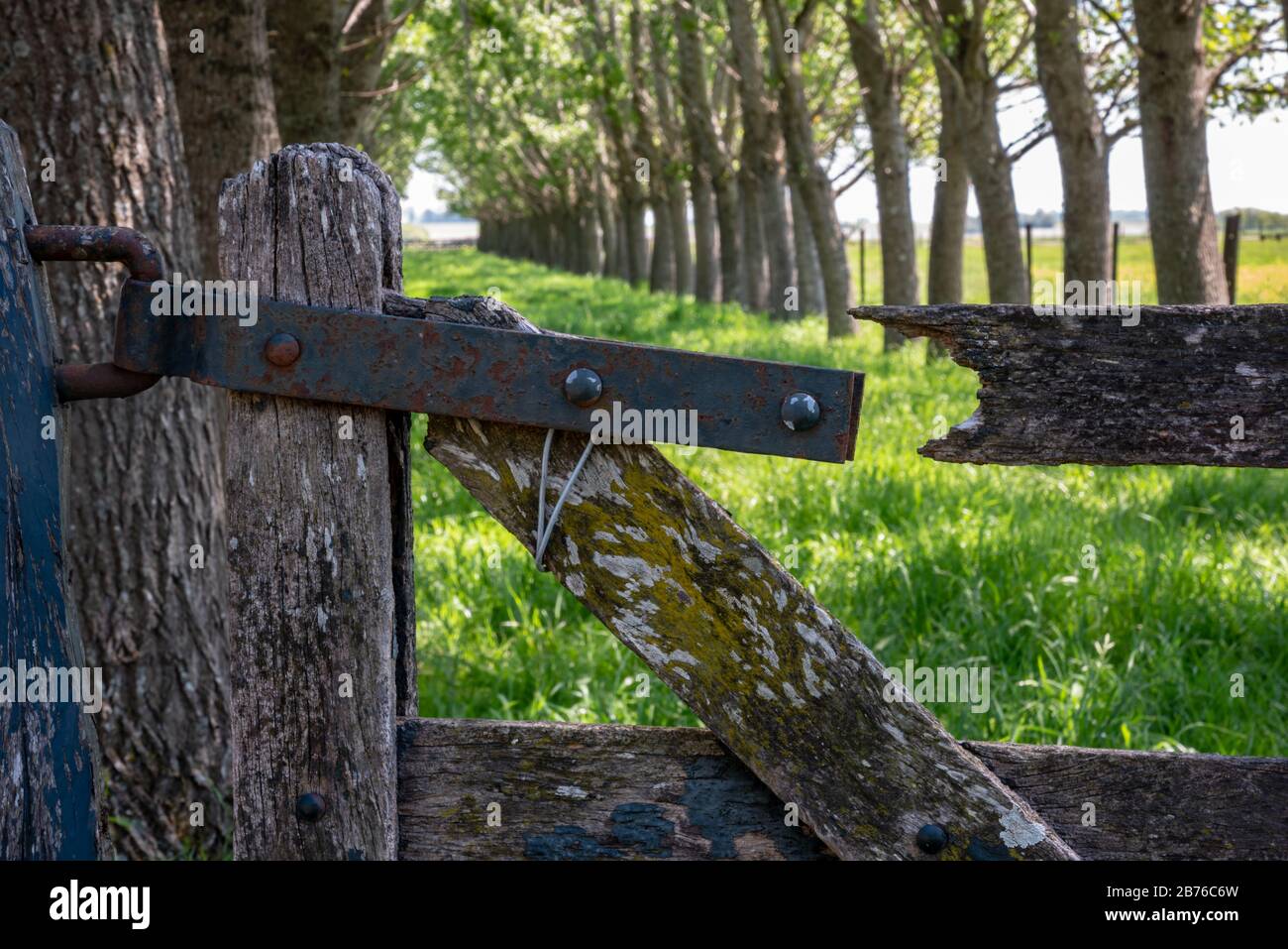 Old wooden gate closed with a rusty hinge and a grove on the back with ...