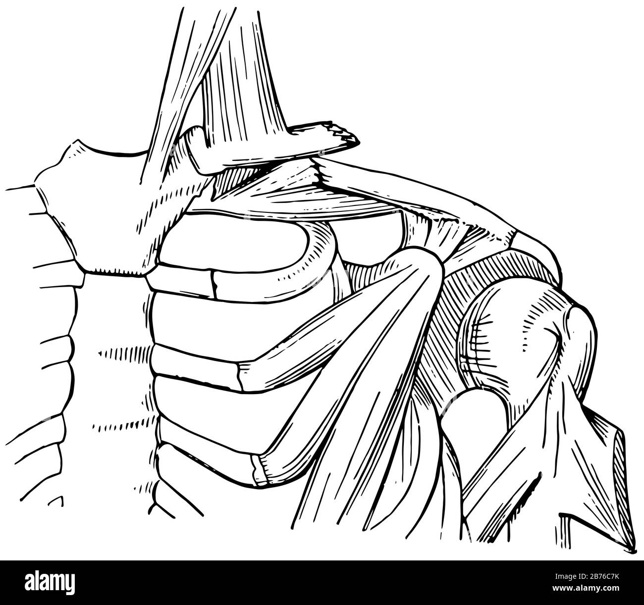 Blood and bone Black and White Stock Photos & Images - Alamy