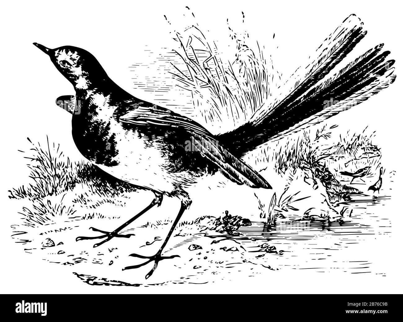 Pied Wagtail is native to Southern Europe, vintage line drawing or ...