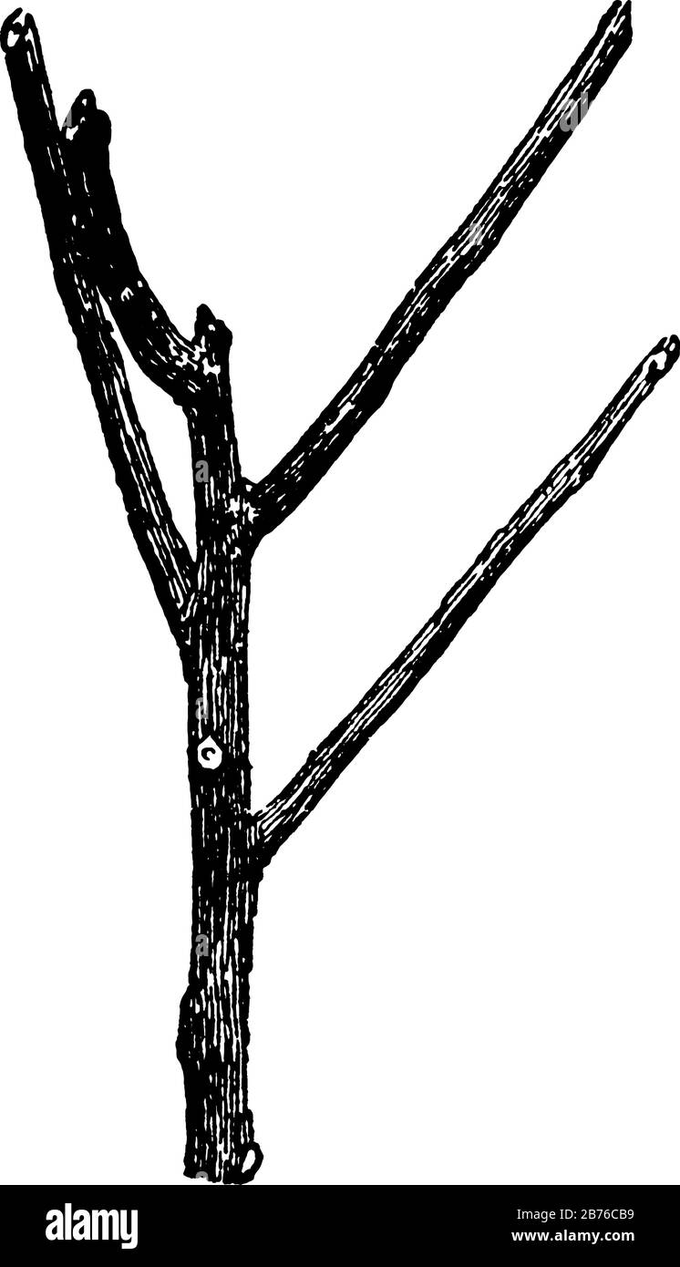 This illustration represents how to make a Pruned Tree, vintage line ...